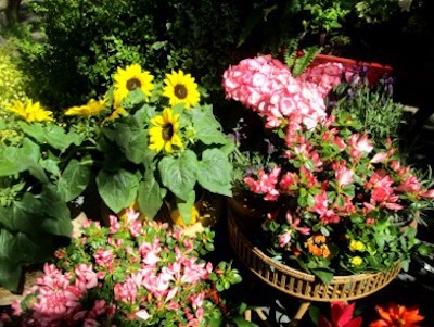 Lo nuevo del mandamiento de Jesús - Nihil Obstat