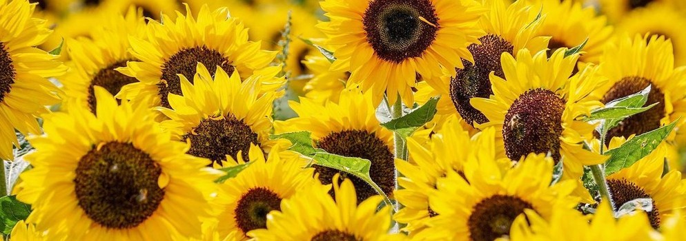 Concierto Solidario. Coral Maestro Barbieri, Zoe N. Copeland y G ...